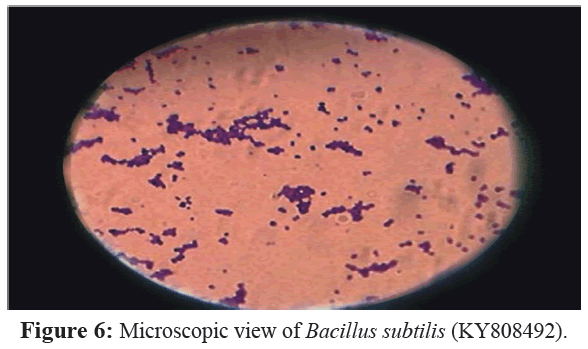 Bacillus Subtilis Under Microscope